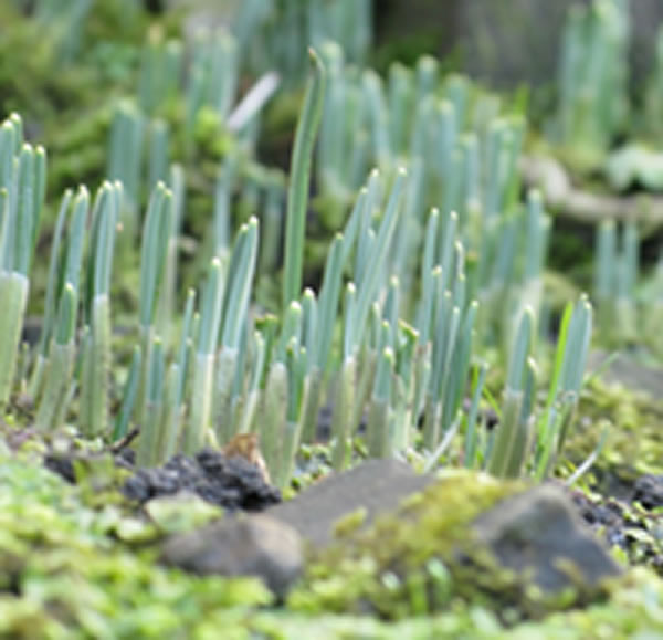 Archives for Feb 2013 | 'The Lane' wildlife blog | Springhill