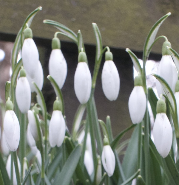 Archives for Feb 2016 | 'The Lane' wildlife blog | Springhill